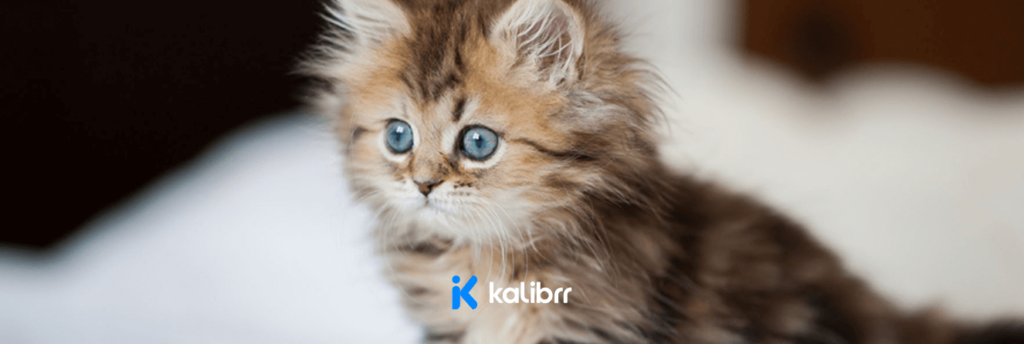 Cuteness Overload: Uber Delivered Kittens to Work on National Cat Day!